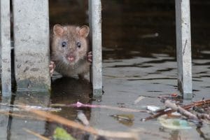 Things You Never Knew About London Sewer Rats - Best Pest Control