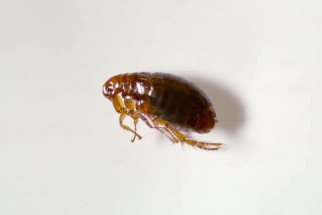 Flea Control London: Fast Treatments - Best Pest Control
