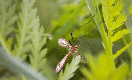 What are Gnats and How to get rid of them? - Best Pest Control