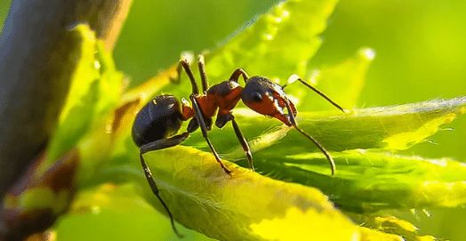 Top 5 Most Common Summer Insects and Steps to Avoid Them - Best Pest ...