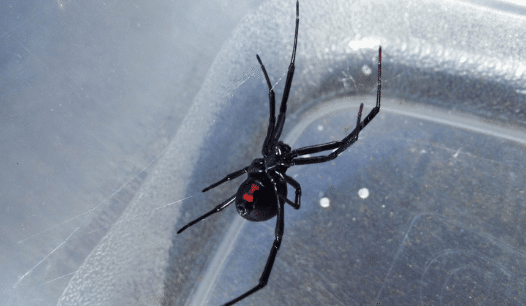 Top 5 Most Common Summer Insects and Steps to Avoid Them - Best Pest ...