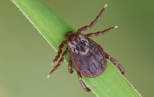 Interesting Facts about Ticks - All you Need to Know - Best Pest Control