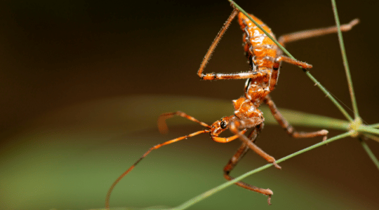 Top 5 Scariest Bugs in the UK - Best Pest Control
